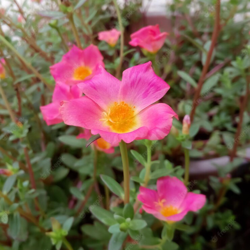 Home - The Flower Factory